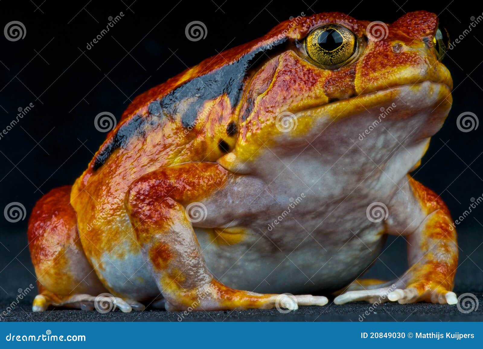 Tomato frog stock photo. Image of tomatoes, rainforest - 20849030