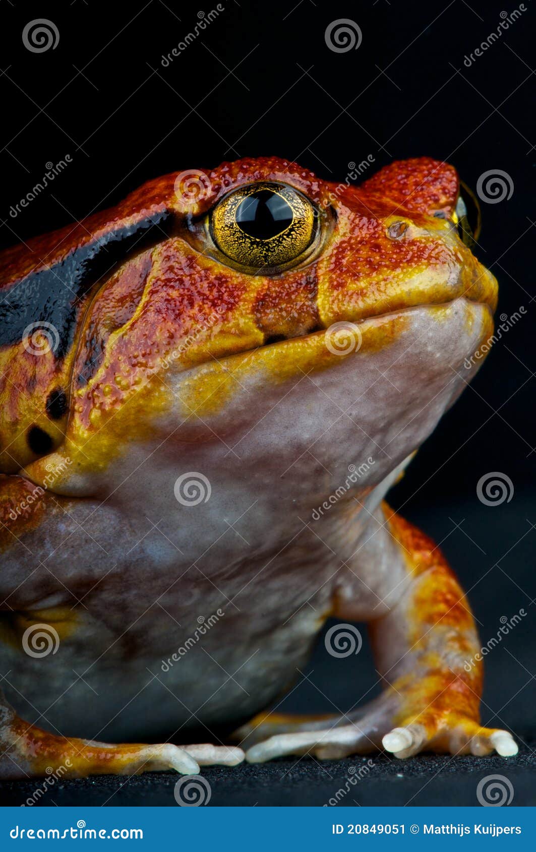 Tomato frog stock image. Image of nocturnal, bright, hyla - 20849051