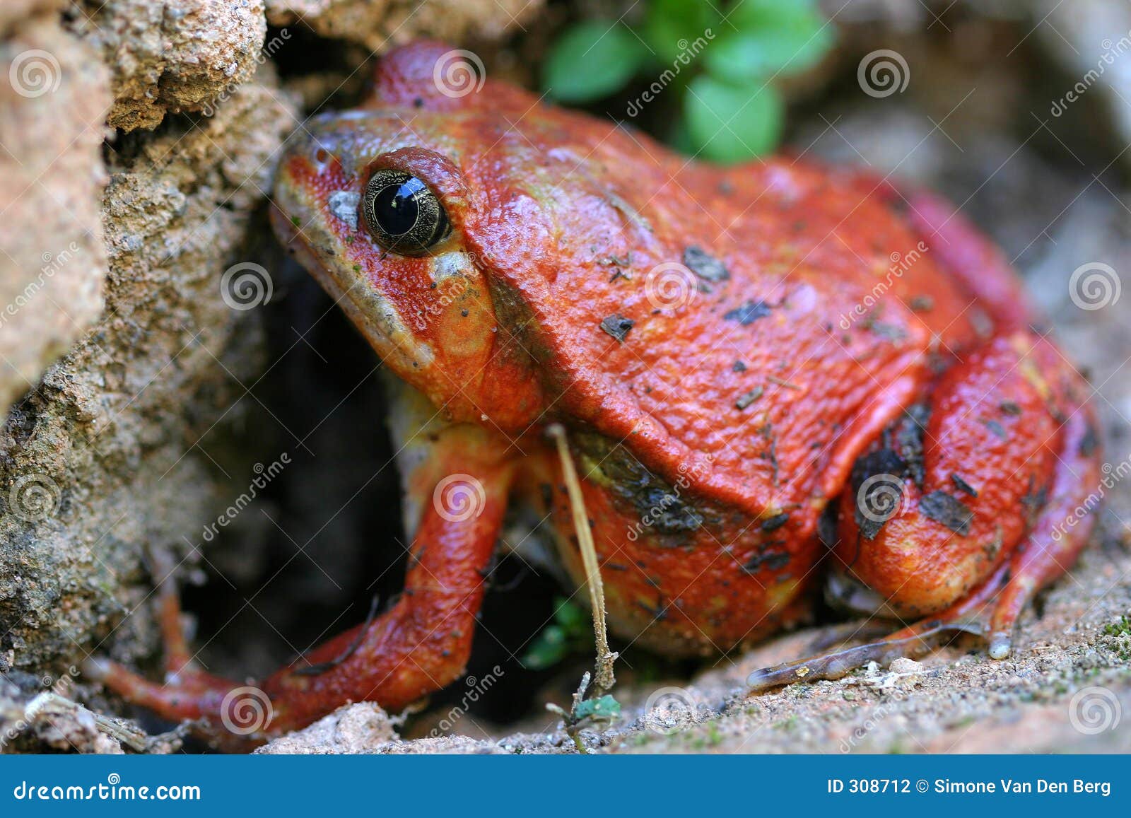 Tomato frog stock photo. Image of location, animal, amphibian - 308712