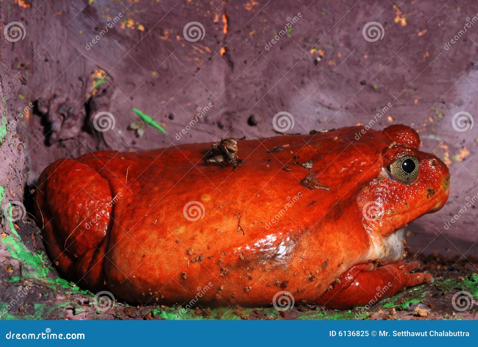 Tomato frog stock image. Image of madagascar, travelling - 6136825