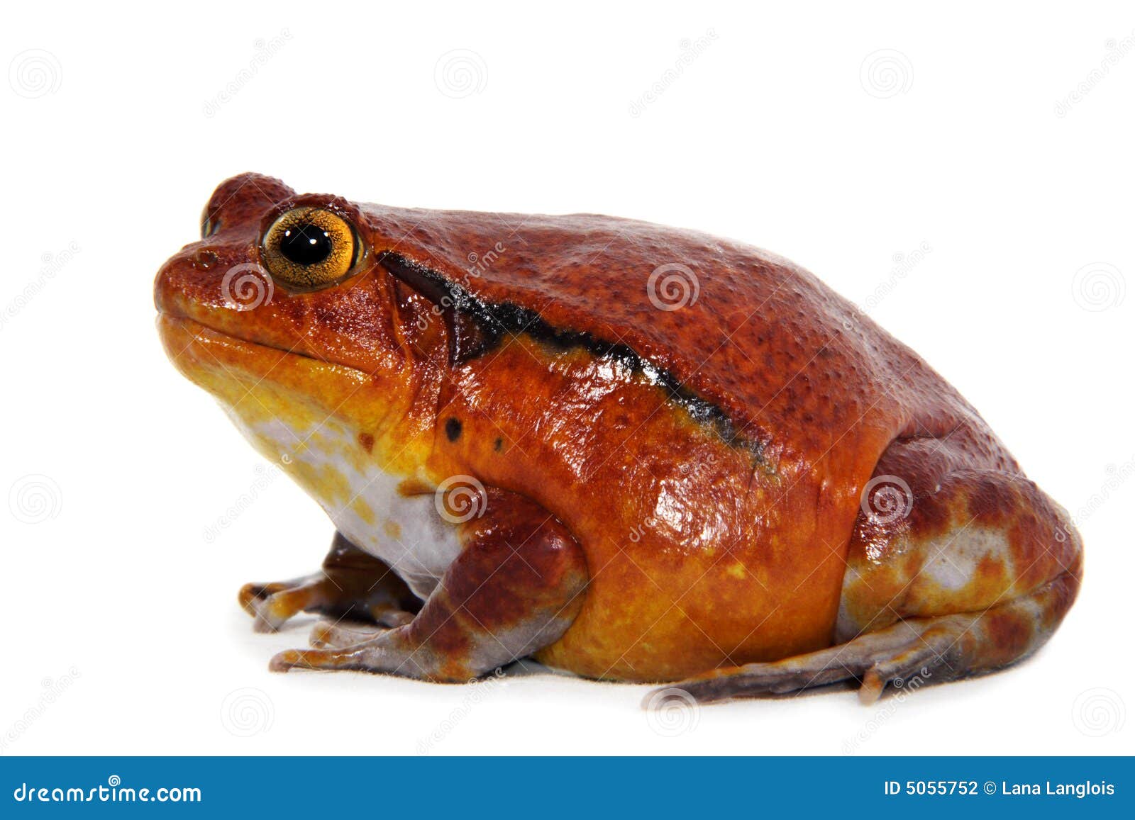 Tomato Frog (Dyscophus Antongilii) Stock Photo - Image of dyscophus ...