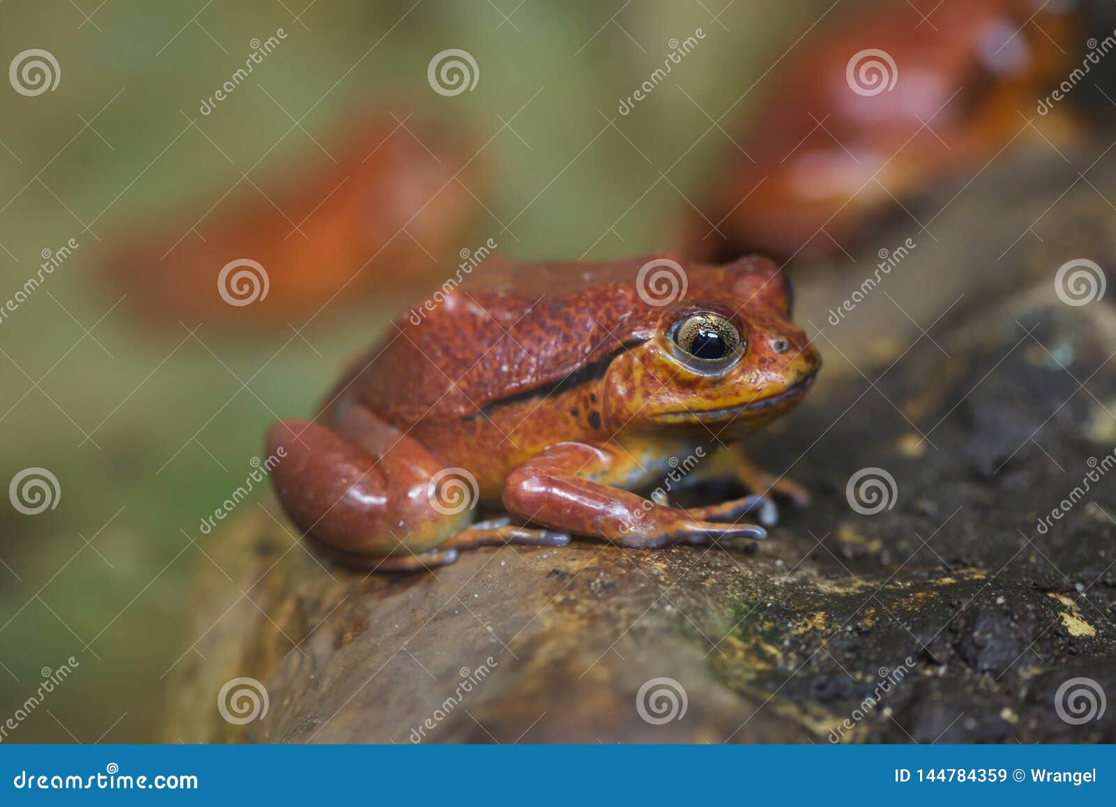 Tomato Frog Dyscophus Guineti Stock Image - Image of tropical, wild ...