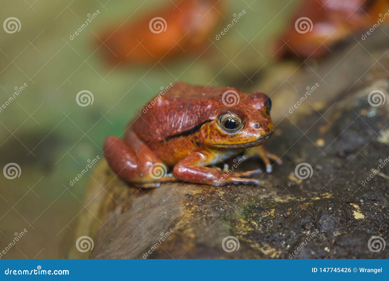 Tomato Frog Dyscophus Guineti Stock Photo - Image of subtropical, wild ...