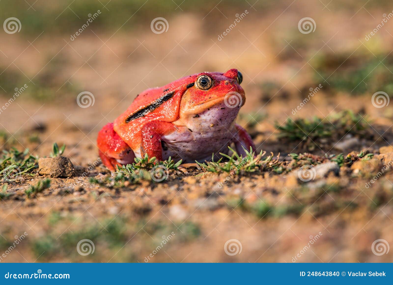 Tomato Frog Dyscophus Guineti, Stock Photo - Image of amphibian, nature ...