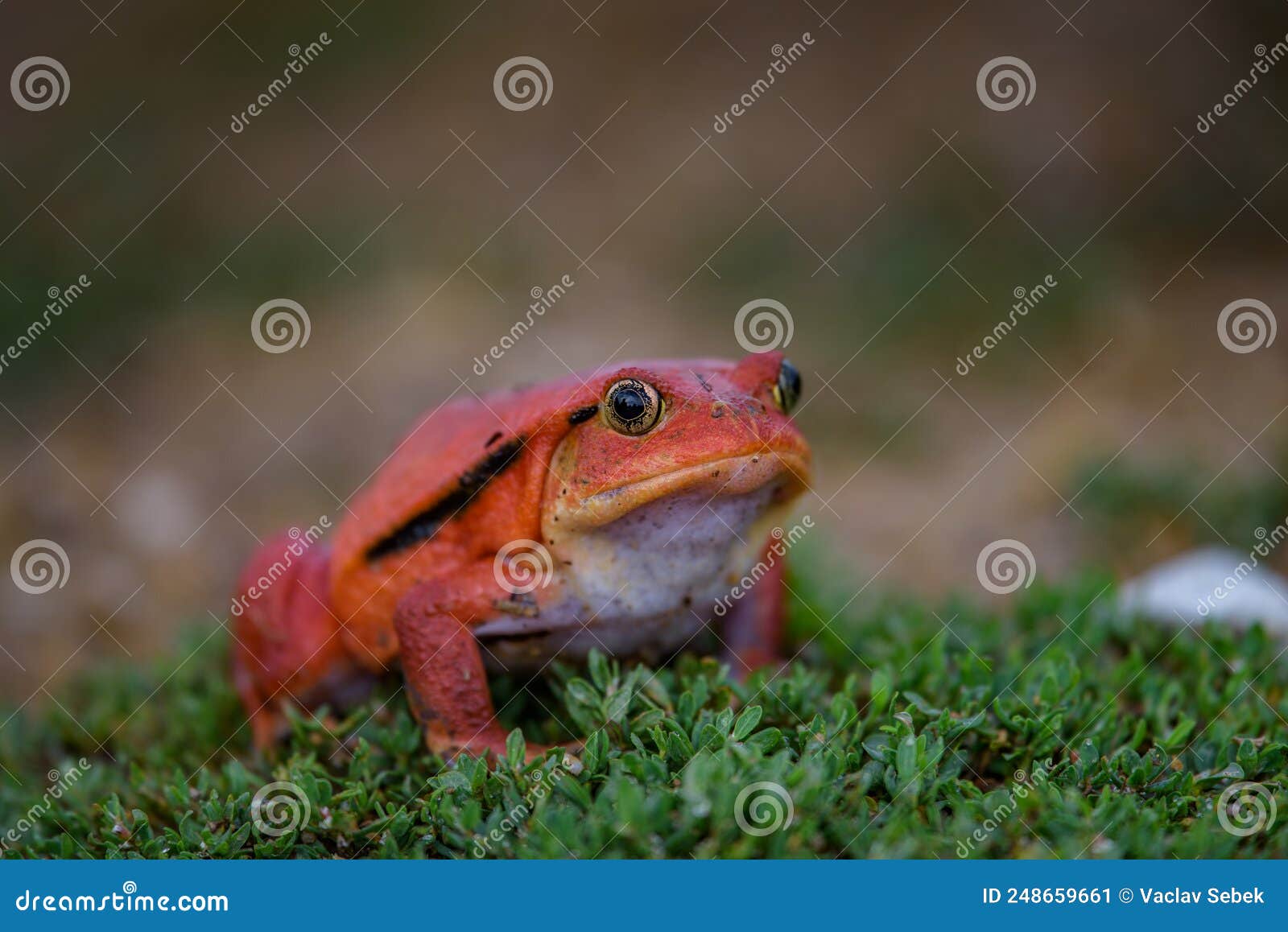 Tomato Frog Dyscophus Guineti, Stock Image - Image of little, blue ...