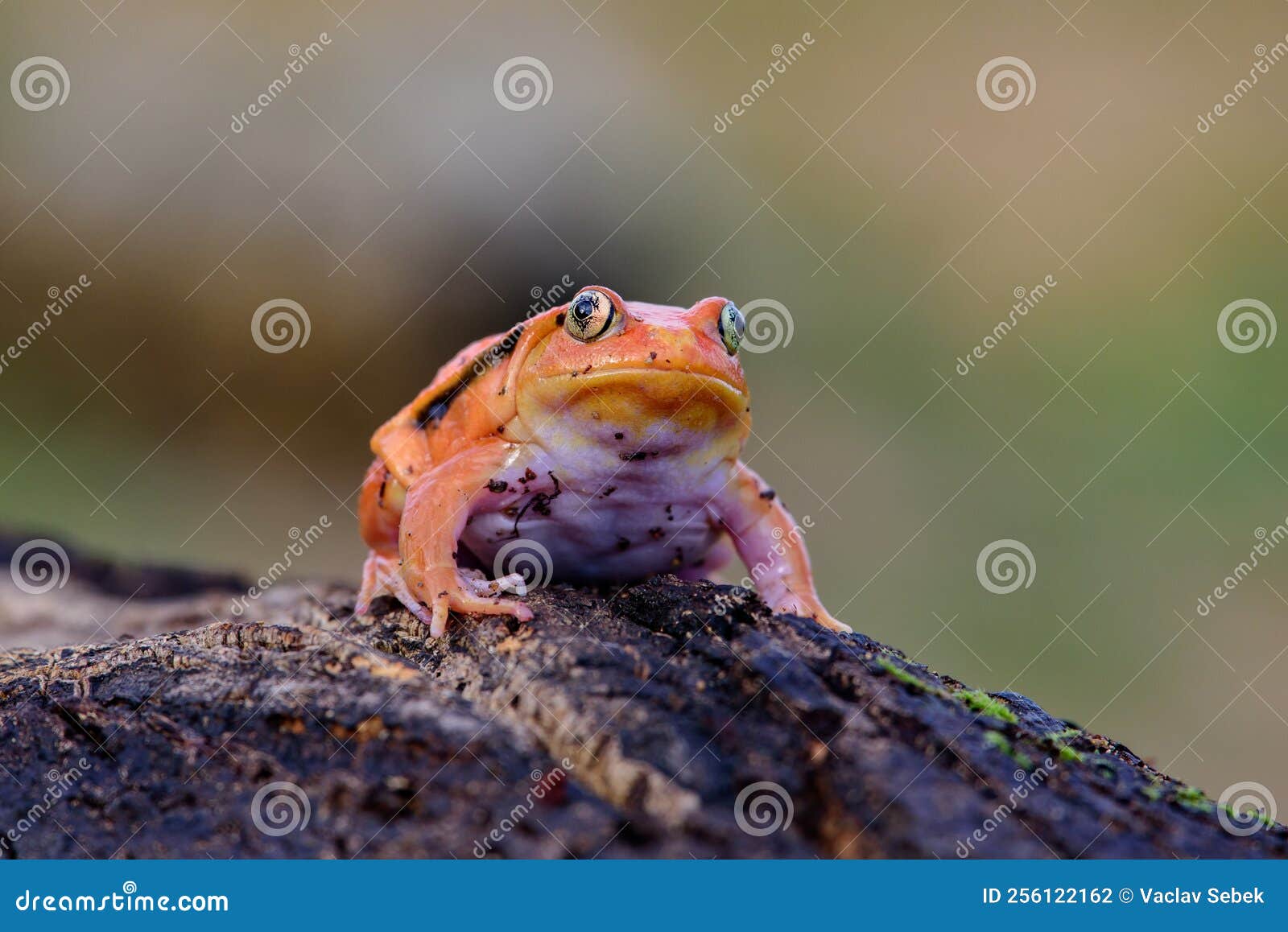 Tomato Frog Dyscophus Guineti Stock Photo - Image of blue, frog: 256122162