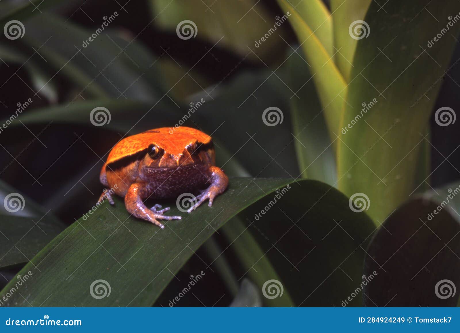 Cute Tomato Frog, Dyscophus Guineti, from Madagascar Stock Image ...