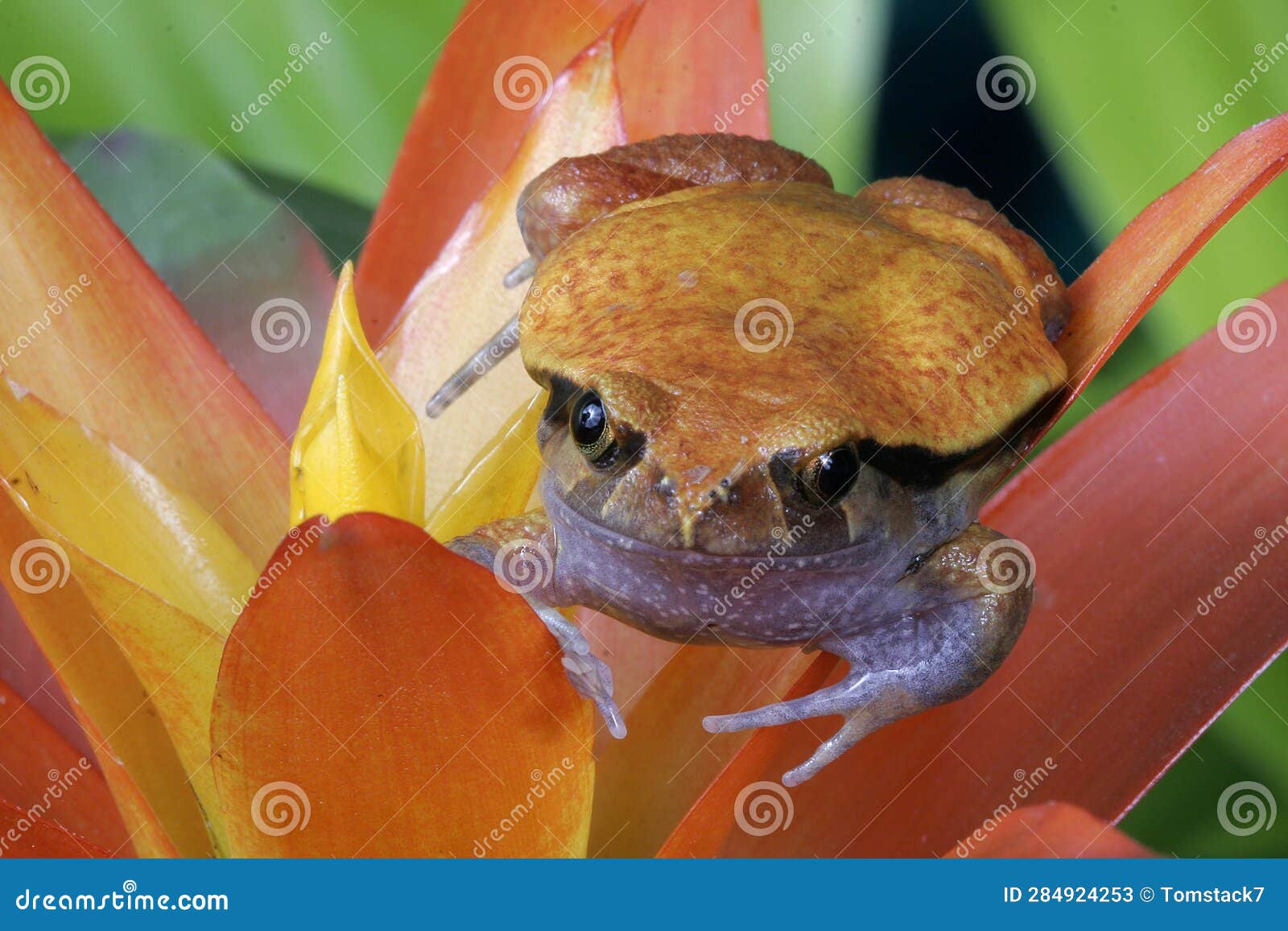 Tomato Frog, Dyscophus Guineti, Madagascar Stock Image - Image of ...
