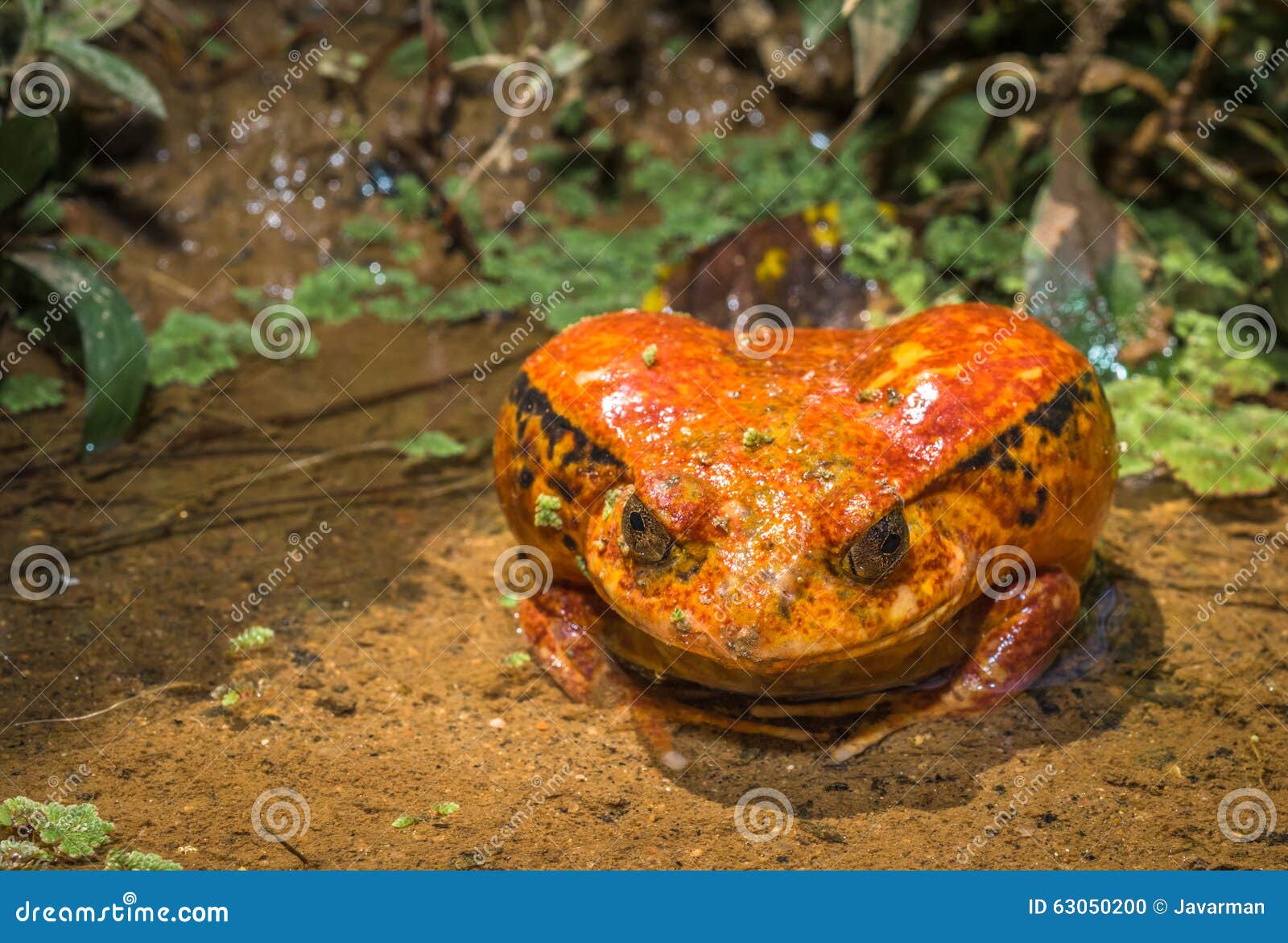 Tomato Frog, Endemic of Madagascar Stock Photo - Image of frog ...