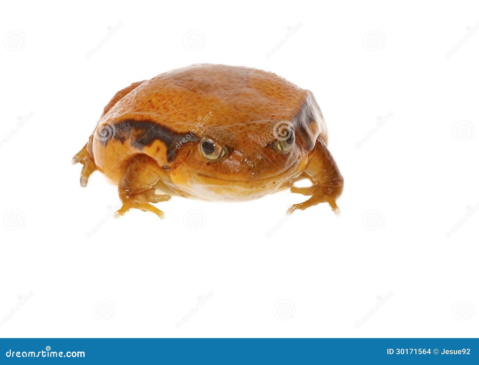 Toad tomato stock photo. Image of terrarium, isolated - 30171564