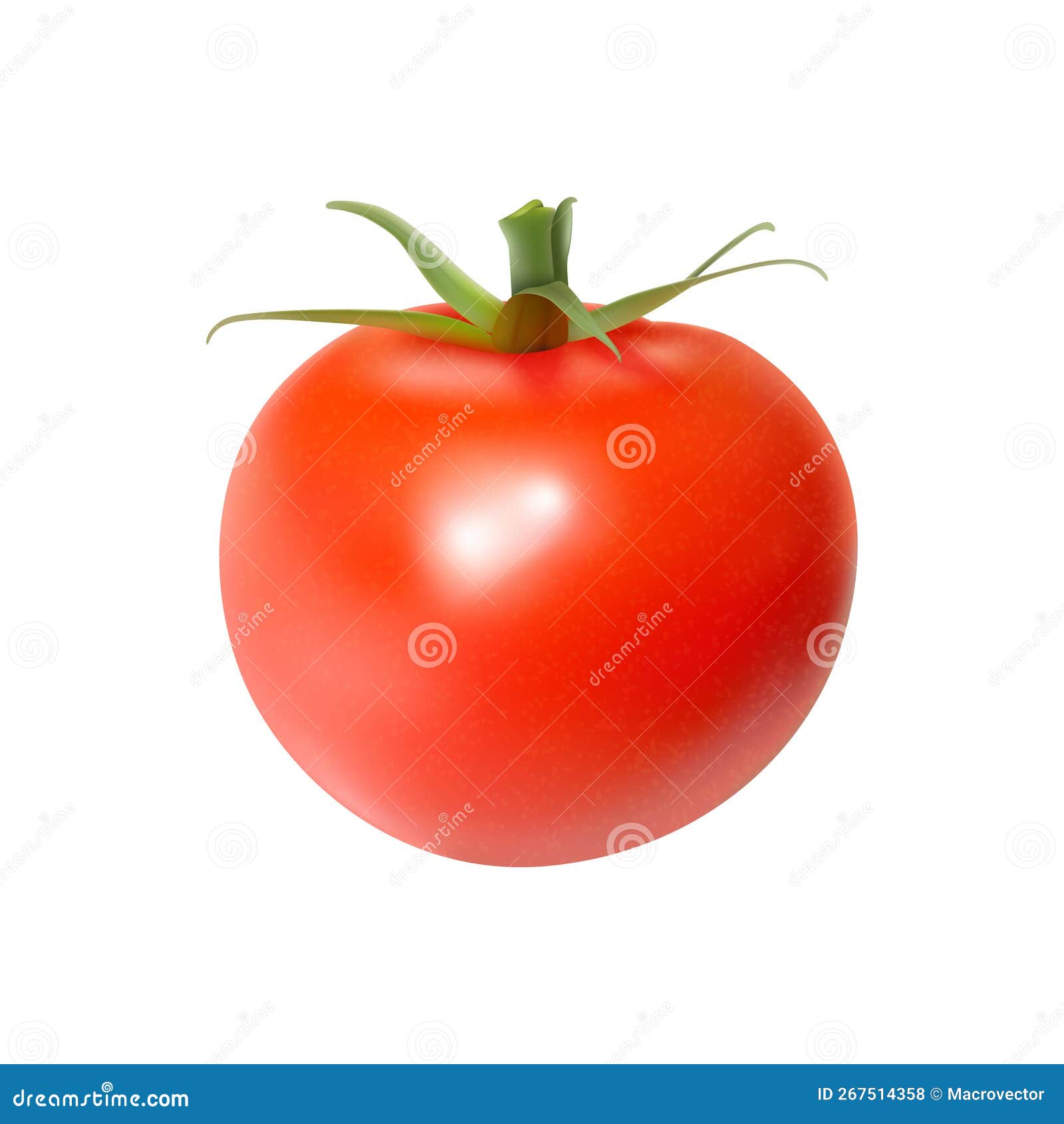 Tomato Front View Composition Stock Illustration - Illustration of ...