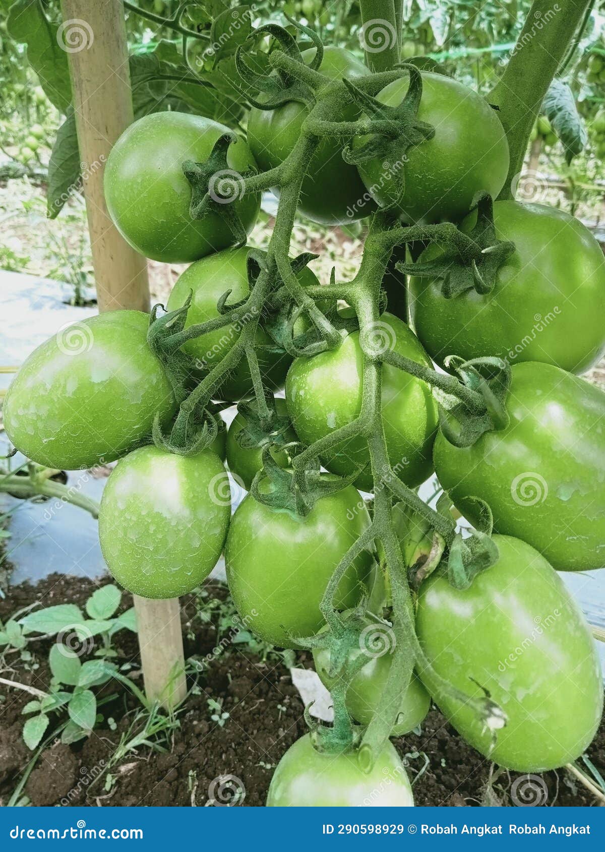 The Tomato Fruit is Nice and Big, the Tree is Sturdy Stock Image ...