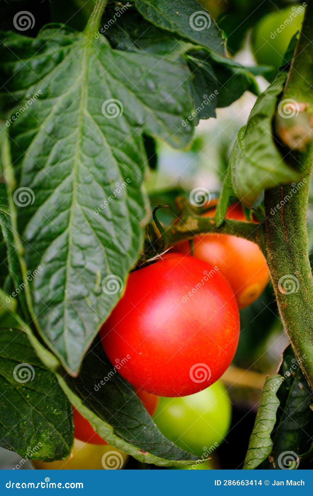 Tomato fruit on plant stock photo. Image of natural - 286663414