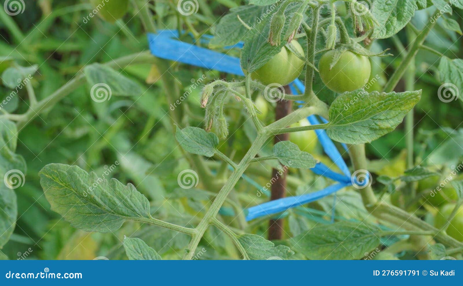 Tomato fruit stock image. Image of growing, grow, closeup - 276591791