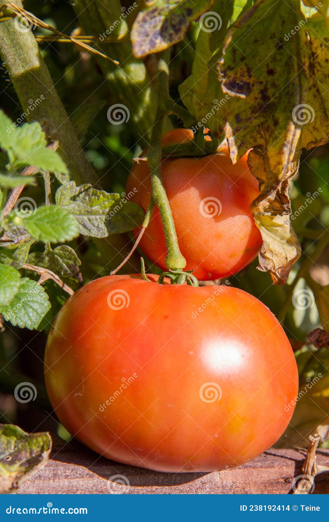 Tomato fruits growing stock photo. Image of field, flower - 238192414