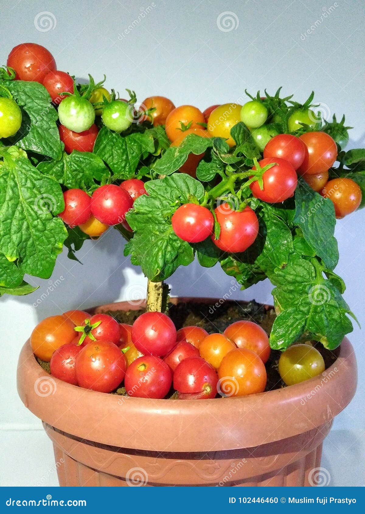 Tomato fruits stock photo. Image of juice, tomato, tree - 102446460