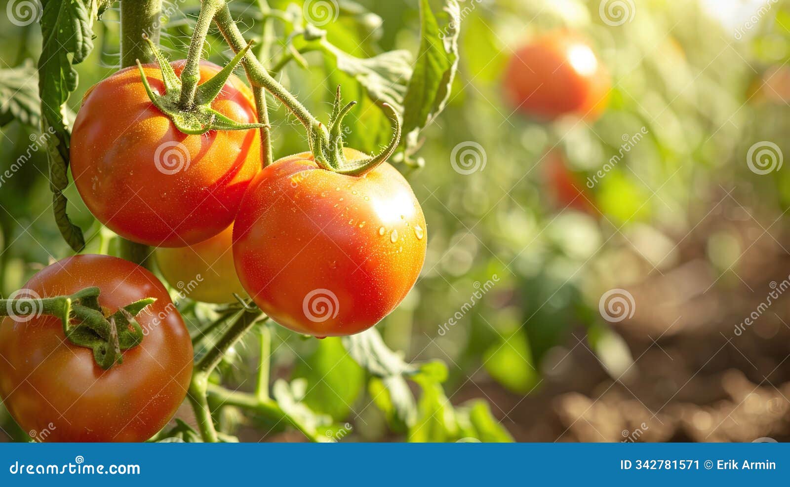 Tomato Garden Background, Nutrition, Farming Stock Illustration ...