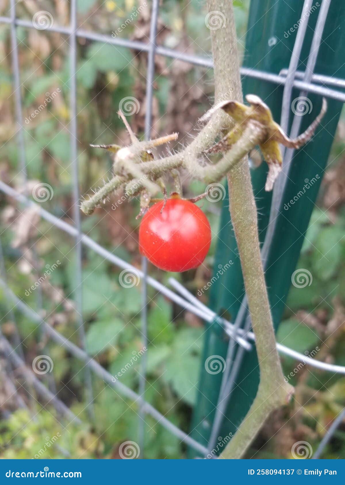 Tomato and Garden Fencing stock image. Image of tree - 258094137
