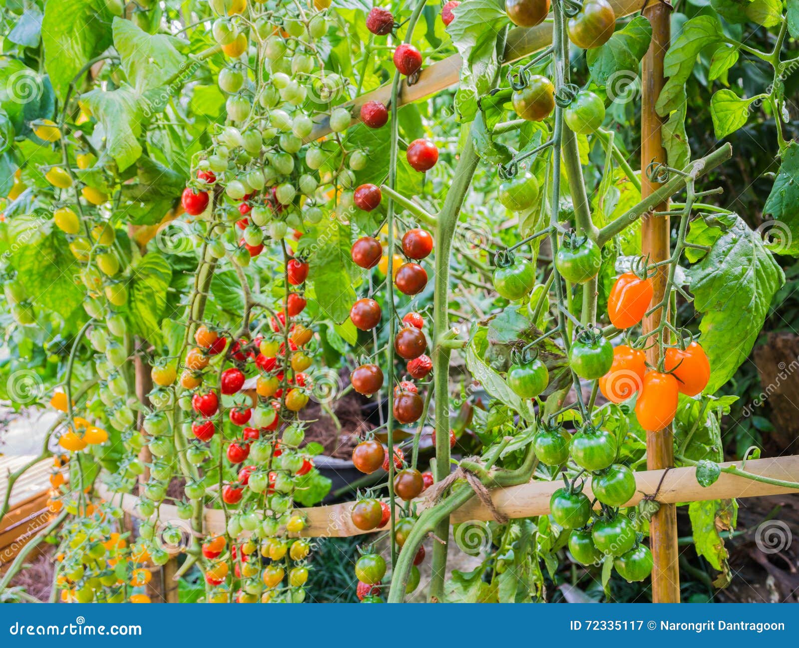 Tomato in the garden stock image. Image of growing, gardening - 72335117