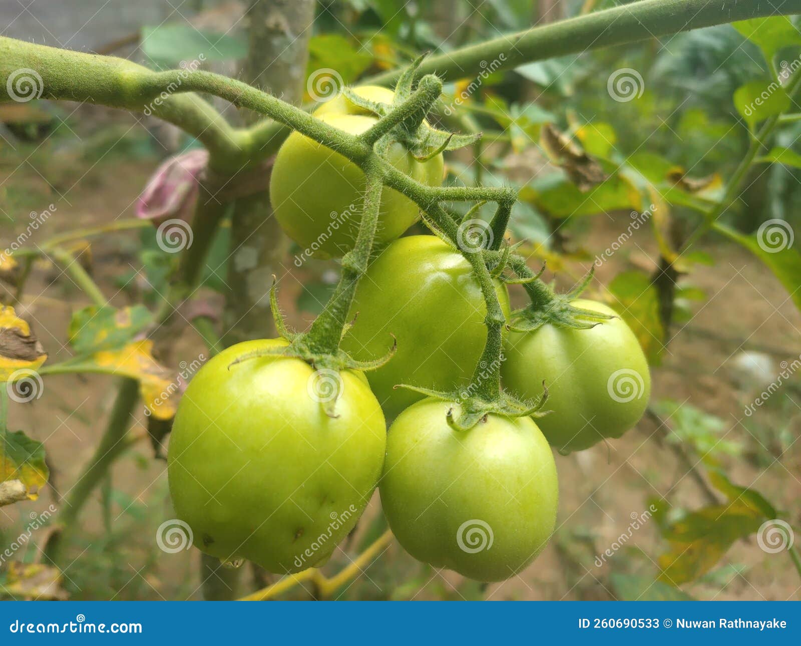 Tomato in Green Color stock image. Image of yellow, branch - 260690533