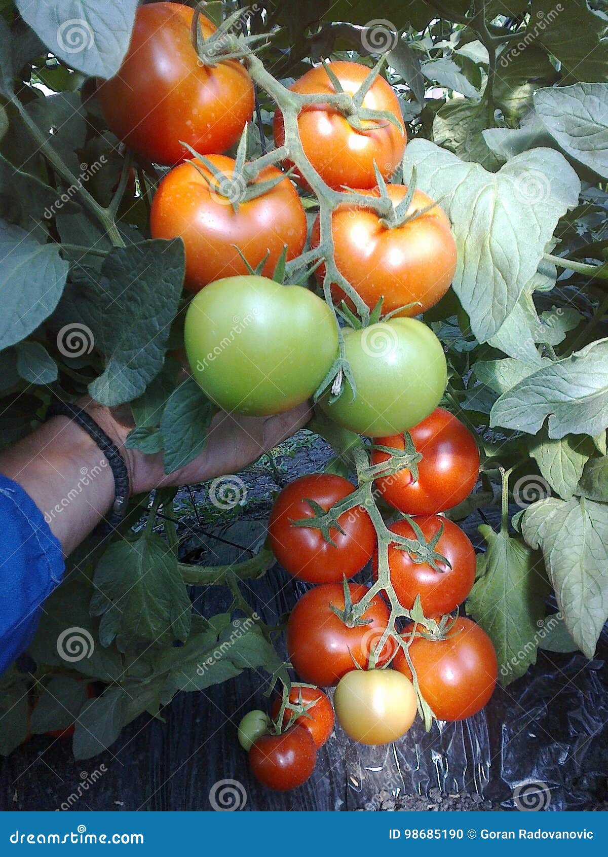 Tomato, greenhouse, stock photo. Image of branches, greenhouse - 98685190