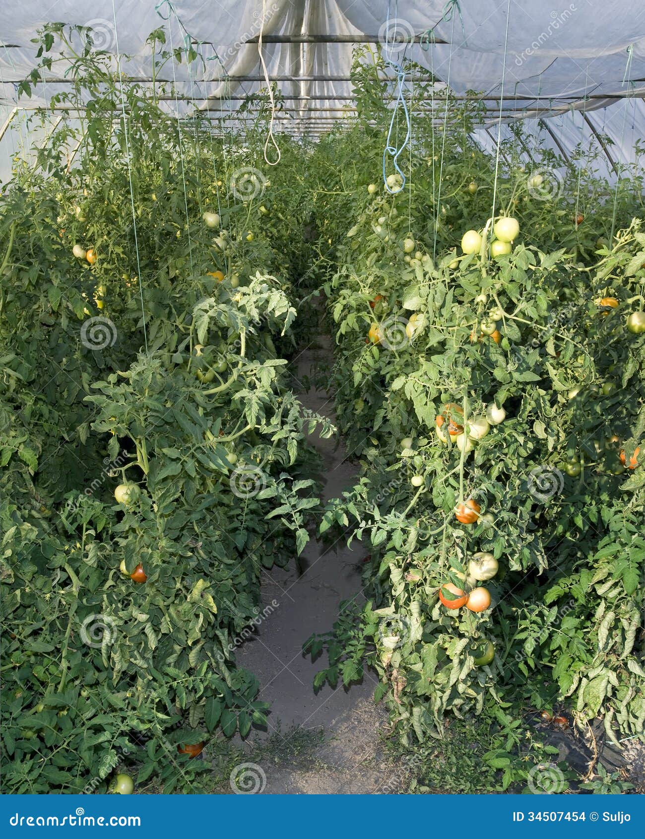 Tomato Greenhouse stock photo. Image of farming, plantation - 34507454