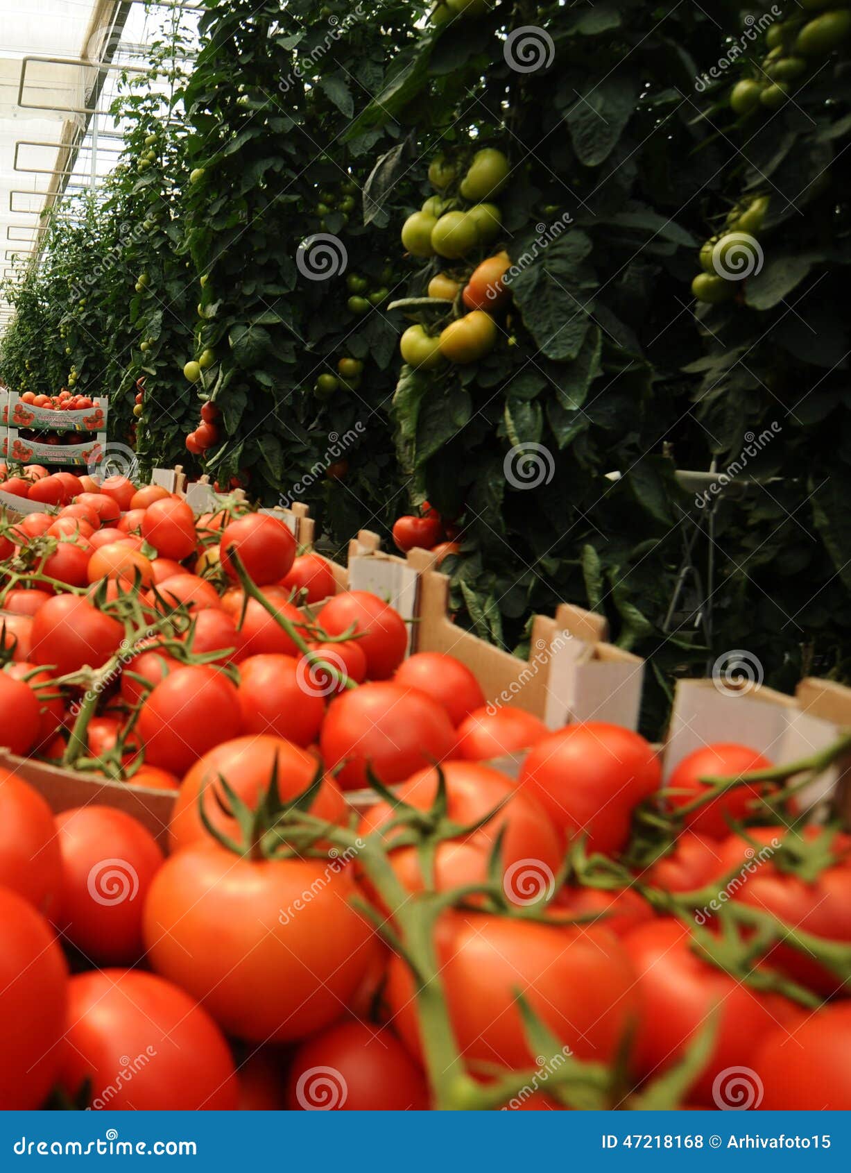 Tomato greenhouse stock photo. Image of macro, agriculture - 47218168