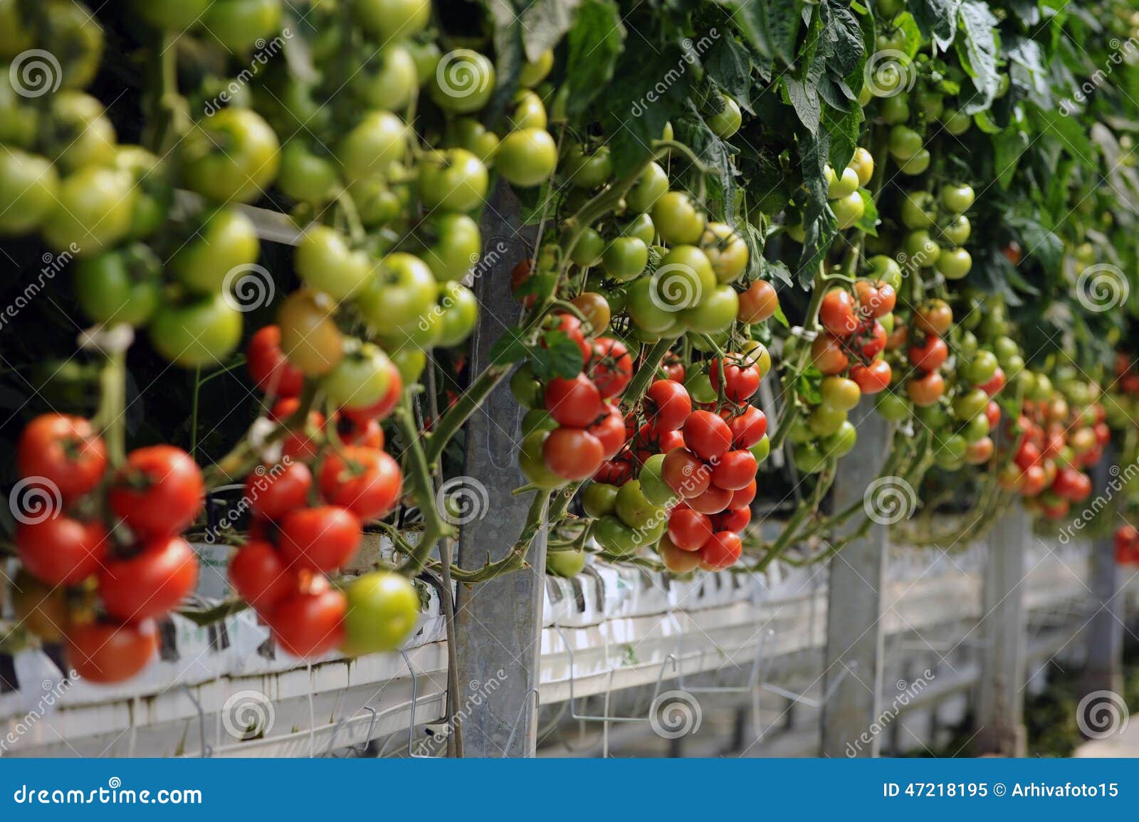 Tomato greenhouse stock image. Image of bunch, eating - 47218195