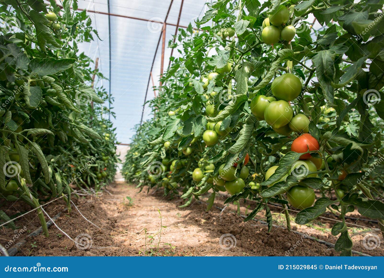 The tomato greenhouses stock image. Image of grow, garden - 215029845