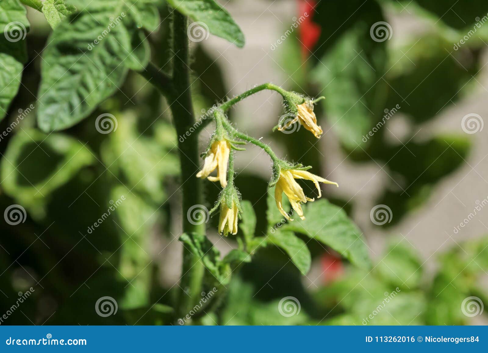 Tomato In Bloom, Growing Seedlings In Greenhouse Conditions Stock Image ...