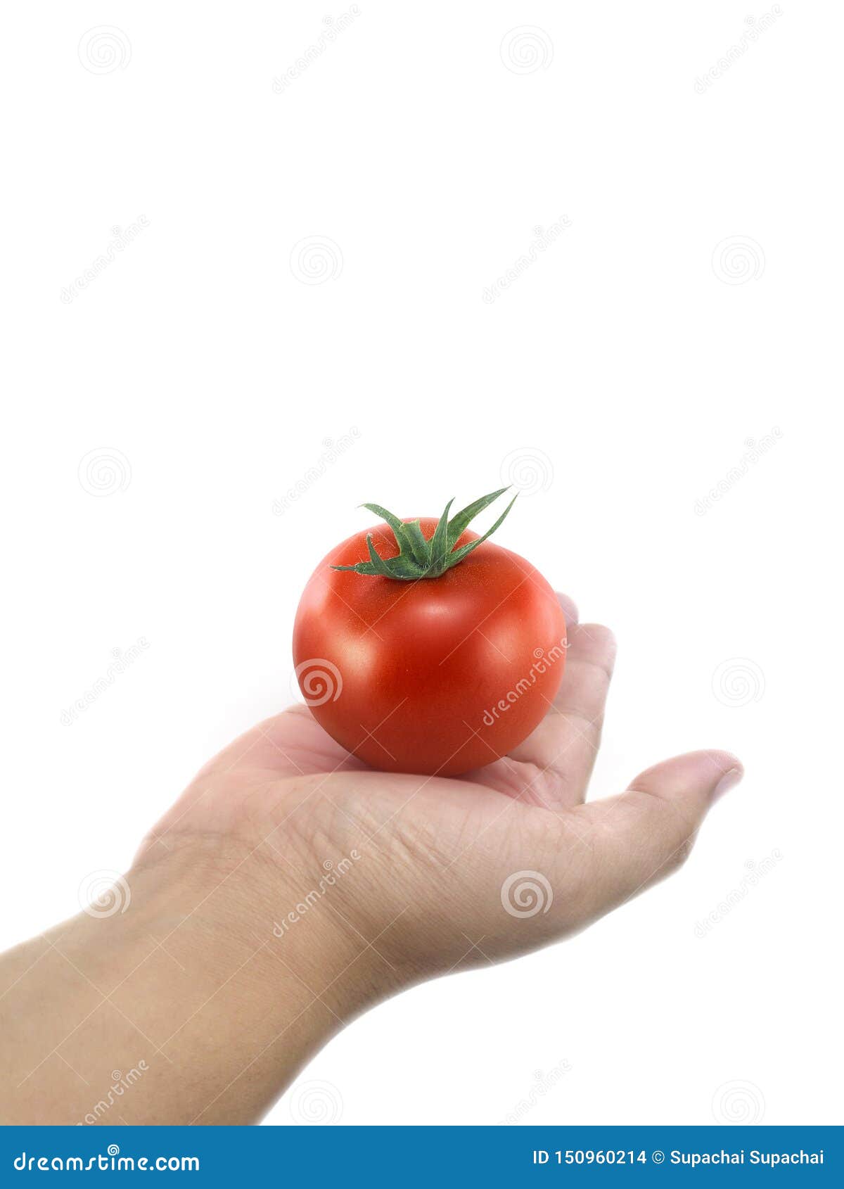 Tomato in Hand Isolated on White Background Stock Photo - Image of hold ...