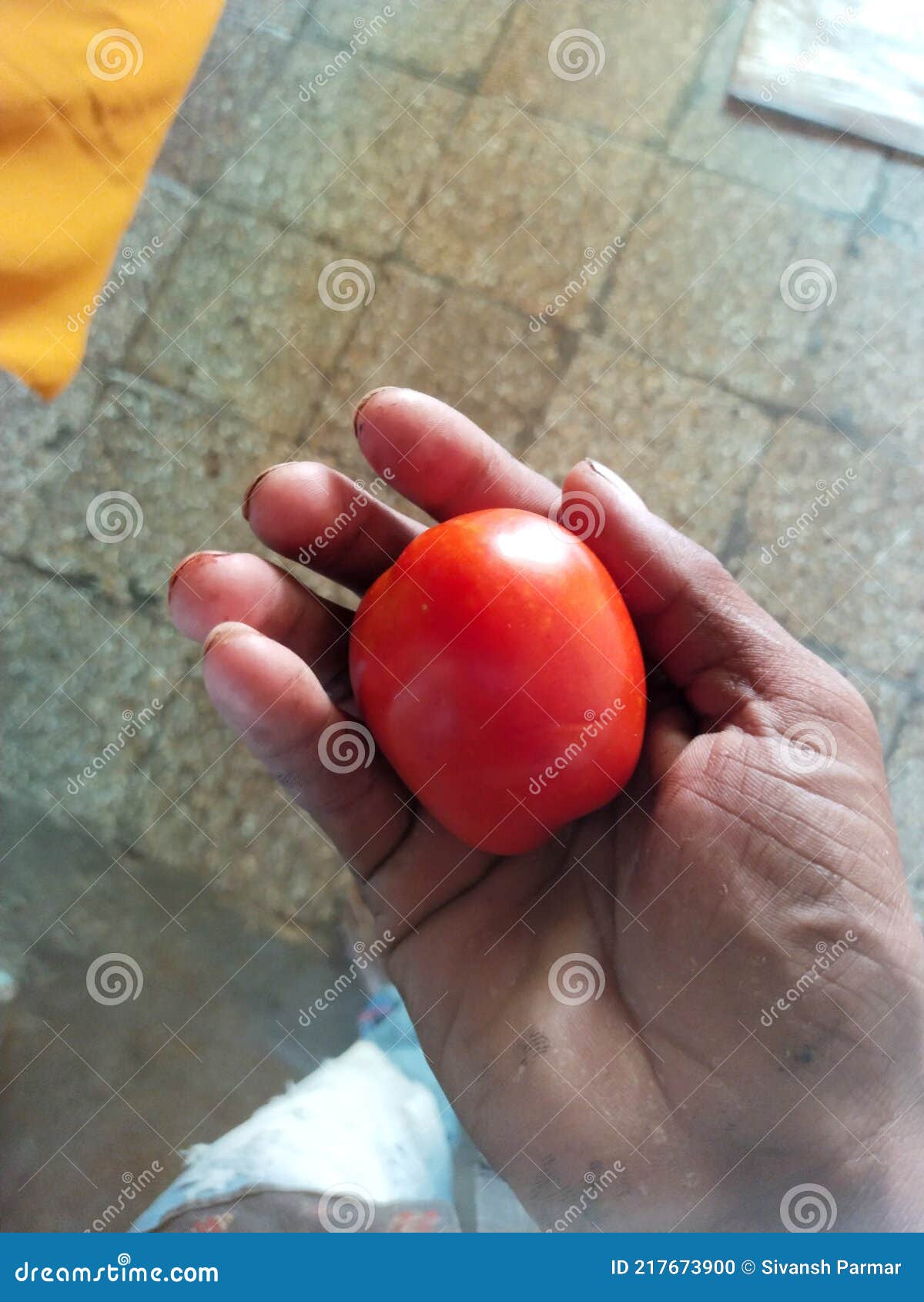Tomato and hand stock photo. Image of quail, petal, flower - 217673900