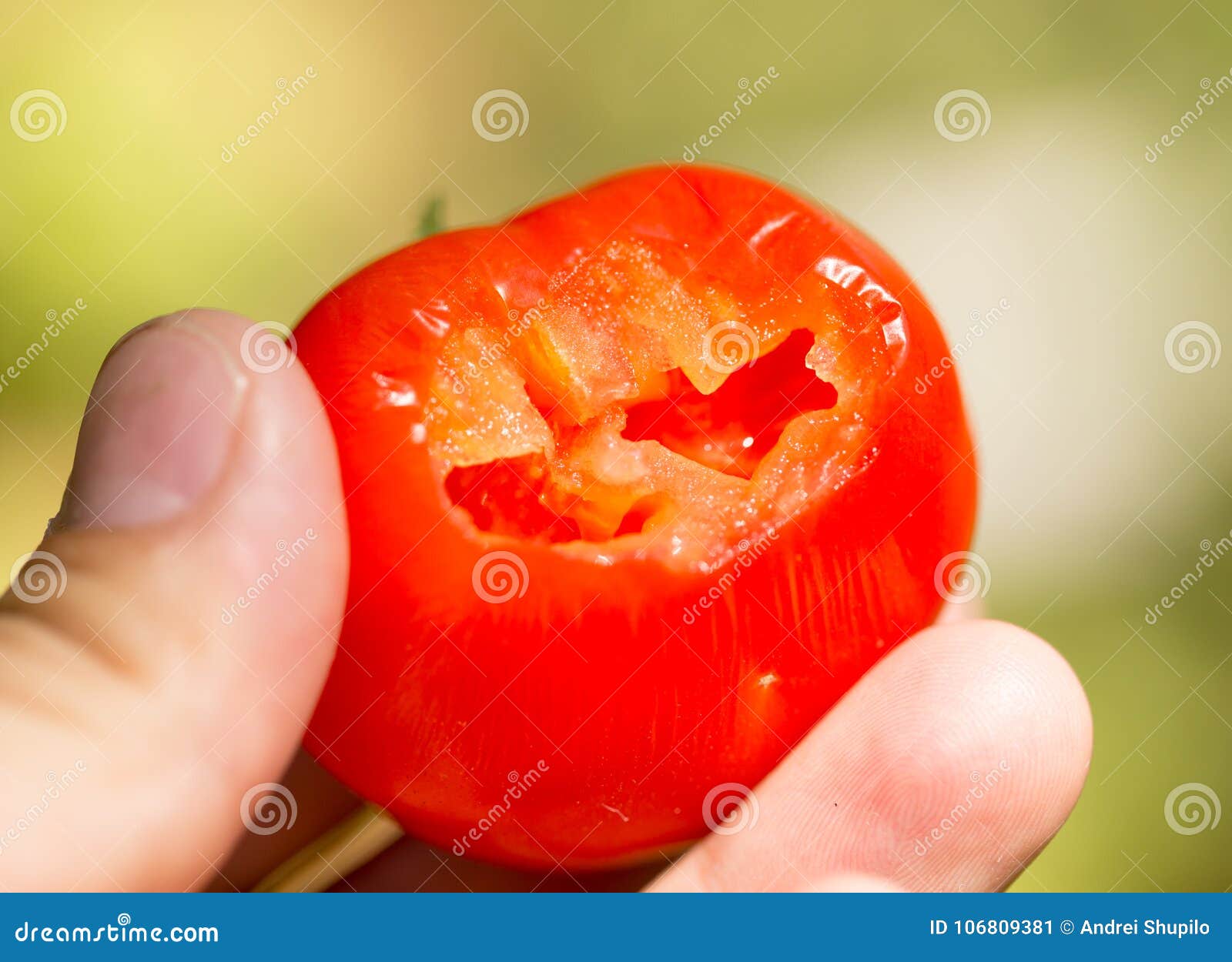Tomato in the hand stock image. Image of hands, tomato - 106809381