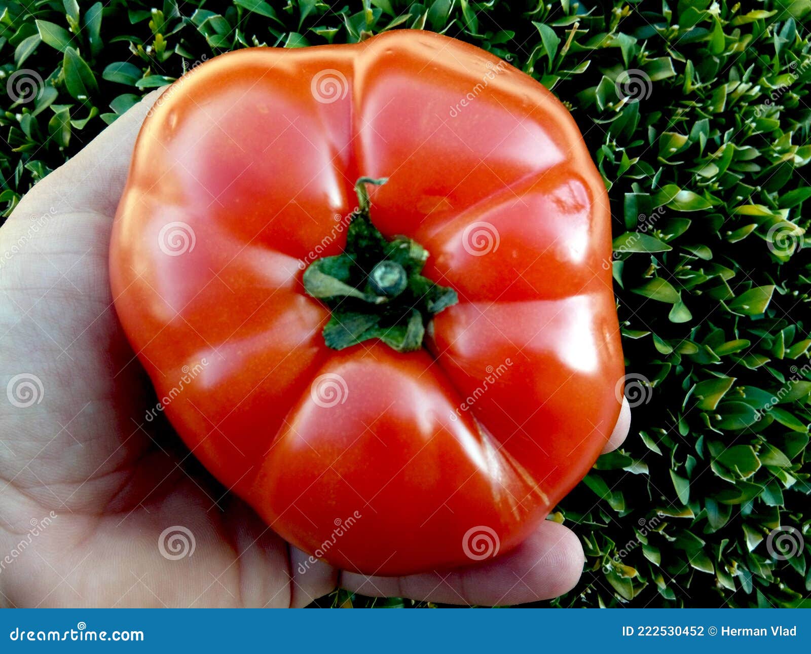 Tomato in a Hand - Vegetable Stock Photo - Image of tomatoes, cherry ...