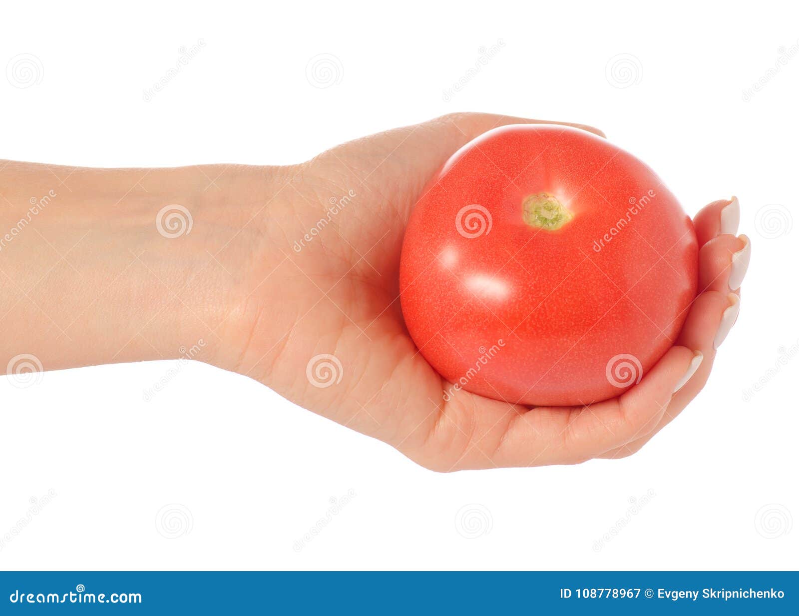 Tomato in hand stock image. Image of gourmet, bright - 108778967
