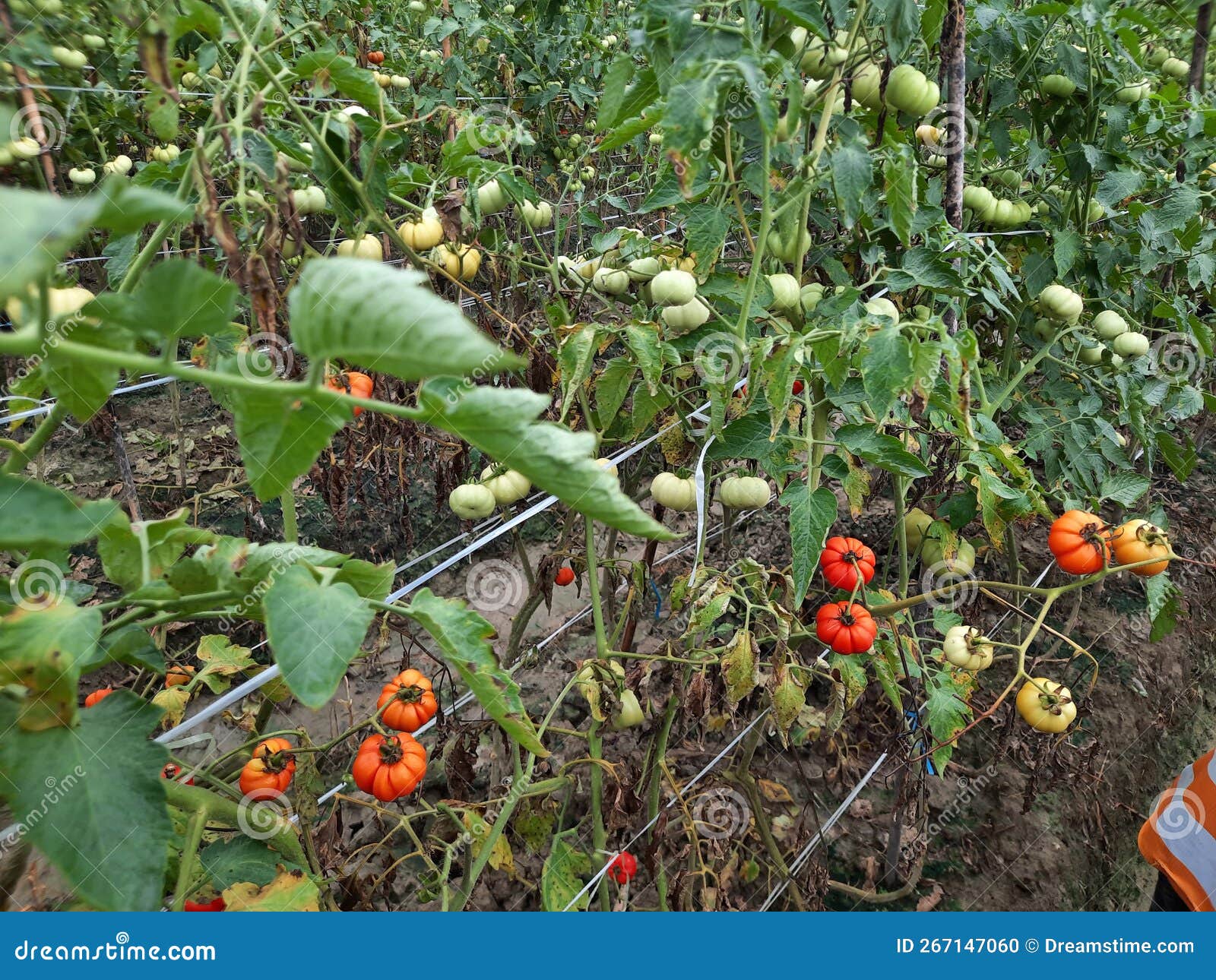 Tomato, Healthy, Nice To Meet You Stock Photo - Image of evergreen ...