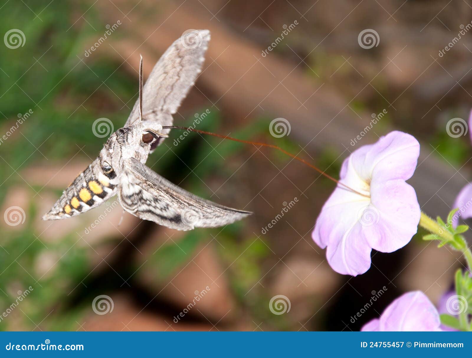 Tomato Hornworm Moth in Flight, Feeding Stock Image - Image of flying ...
