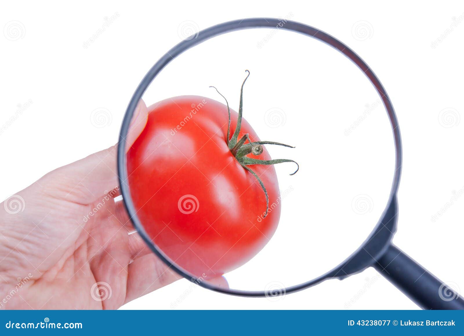 Tomato inspection stock image. Image of closeup, food - 43238077