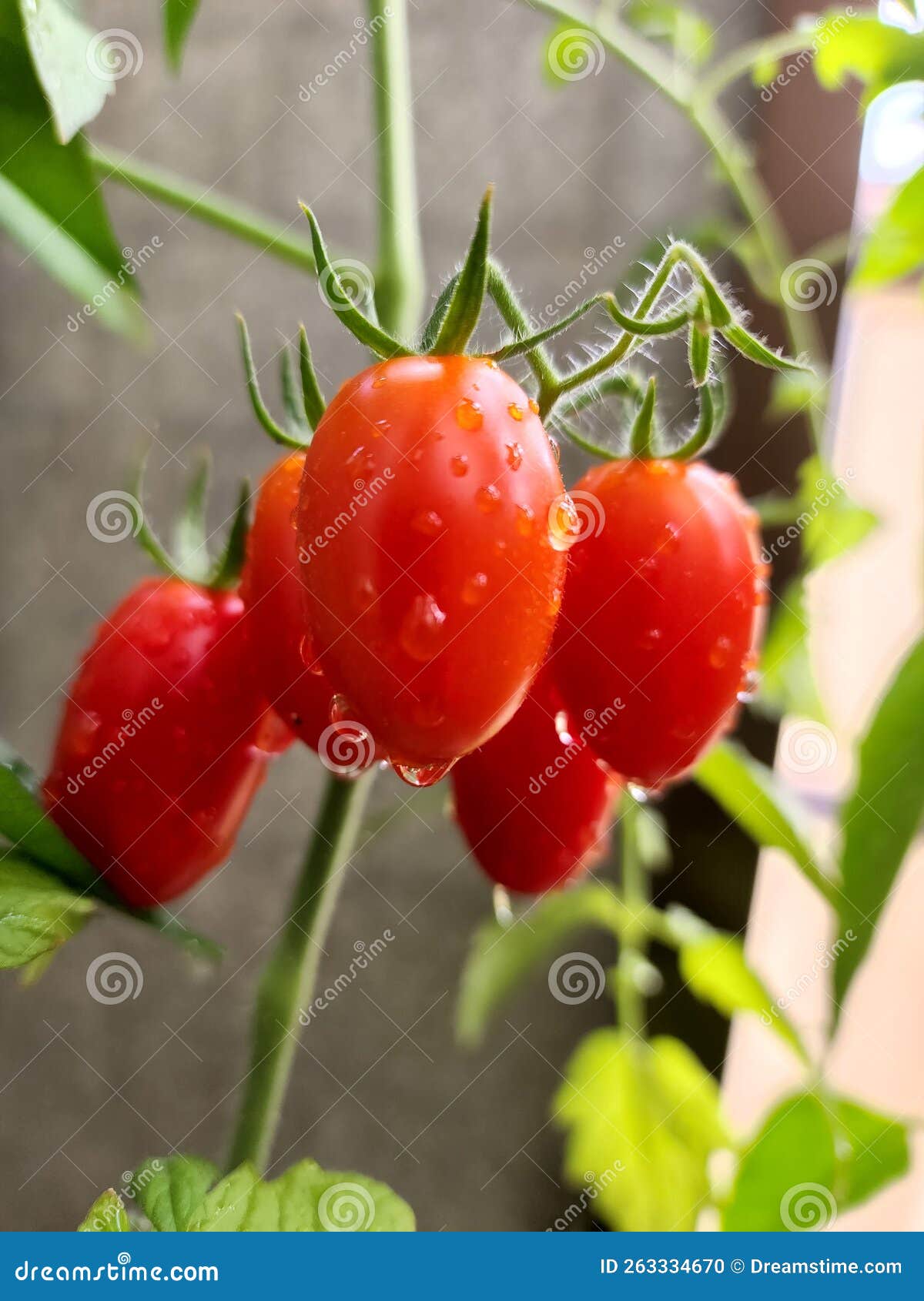 Tomato Jus Tomato Press Tomato Healthy Eferiday Stock Photo - Image of ...