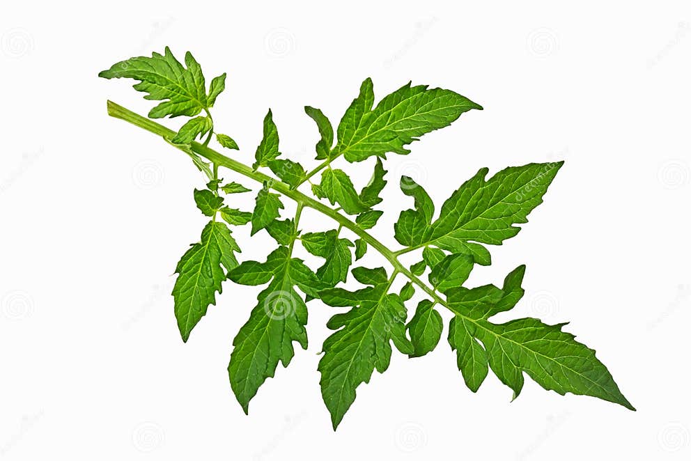Tomato Leaf stock photo. Image of gardening, garden, photosynthesis ...