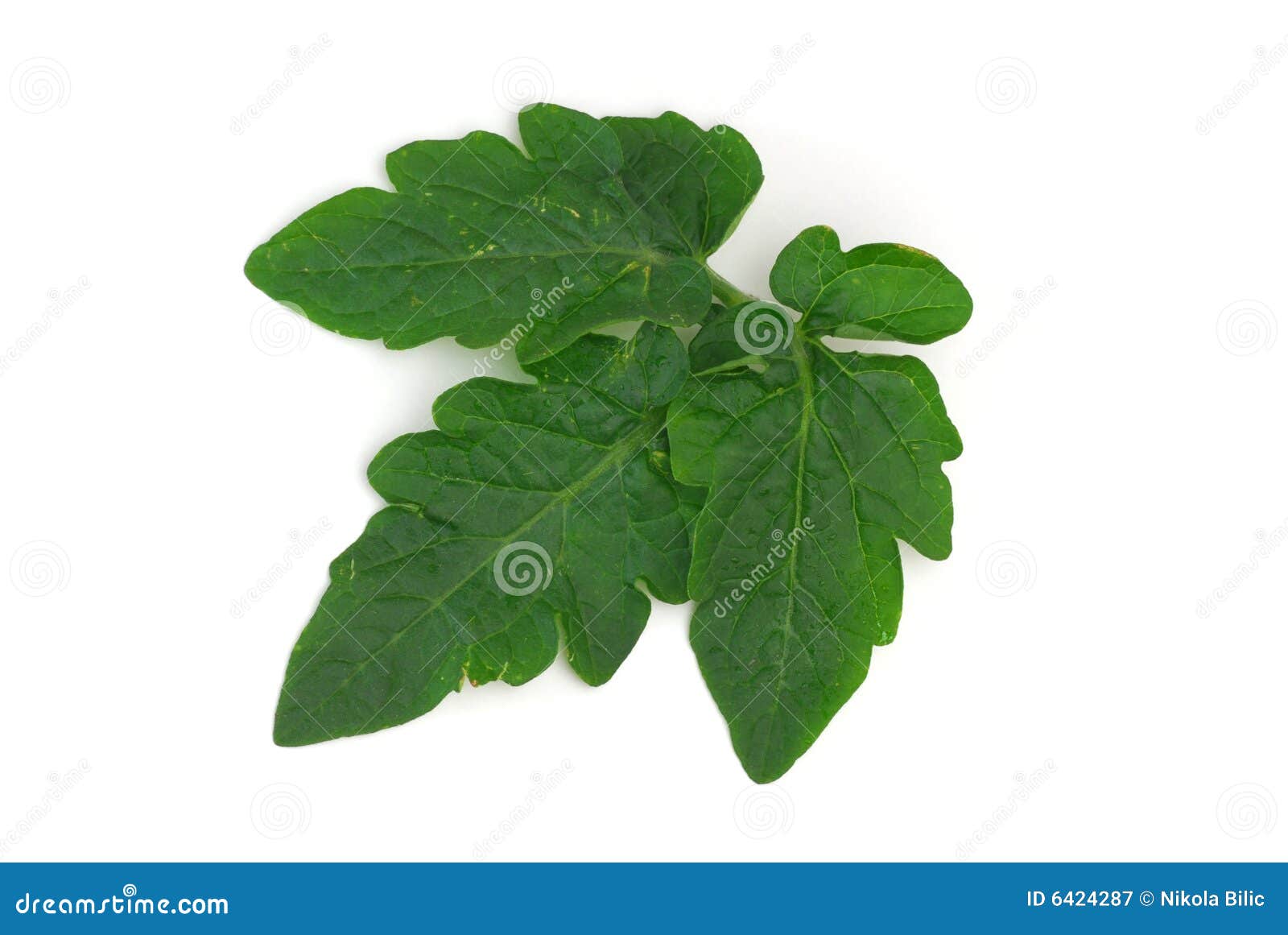 Tomato leaf stock image. Image of agriculture, close, health - 6424287