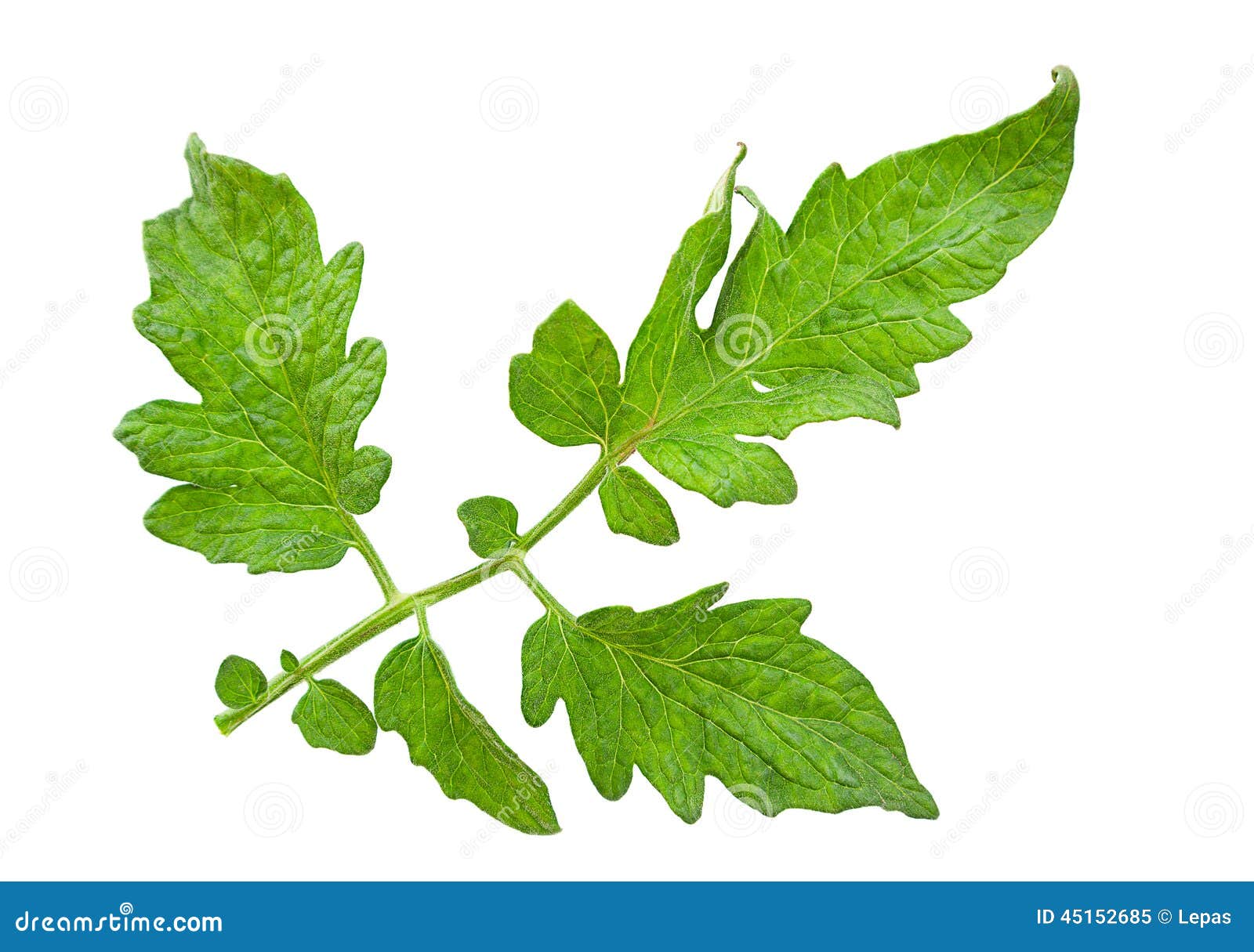 Tomato leaf closeup stock image. Image of closeup, green - 45152685