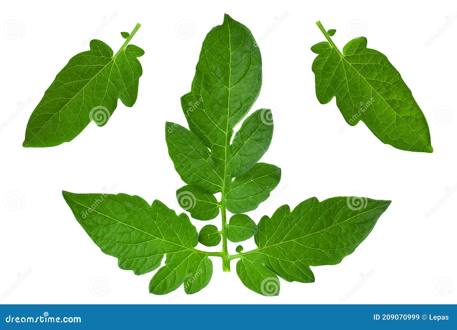 Tomato Leaf Closeup on White Stock Image - Image of natural, botany ...