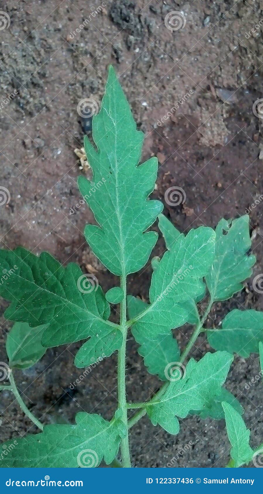 Tomato leaf stock photo. Image of stem, leaf, food, health - 122337436