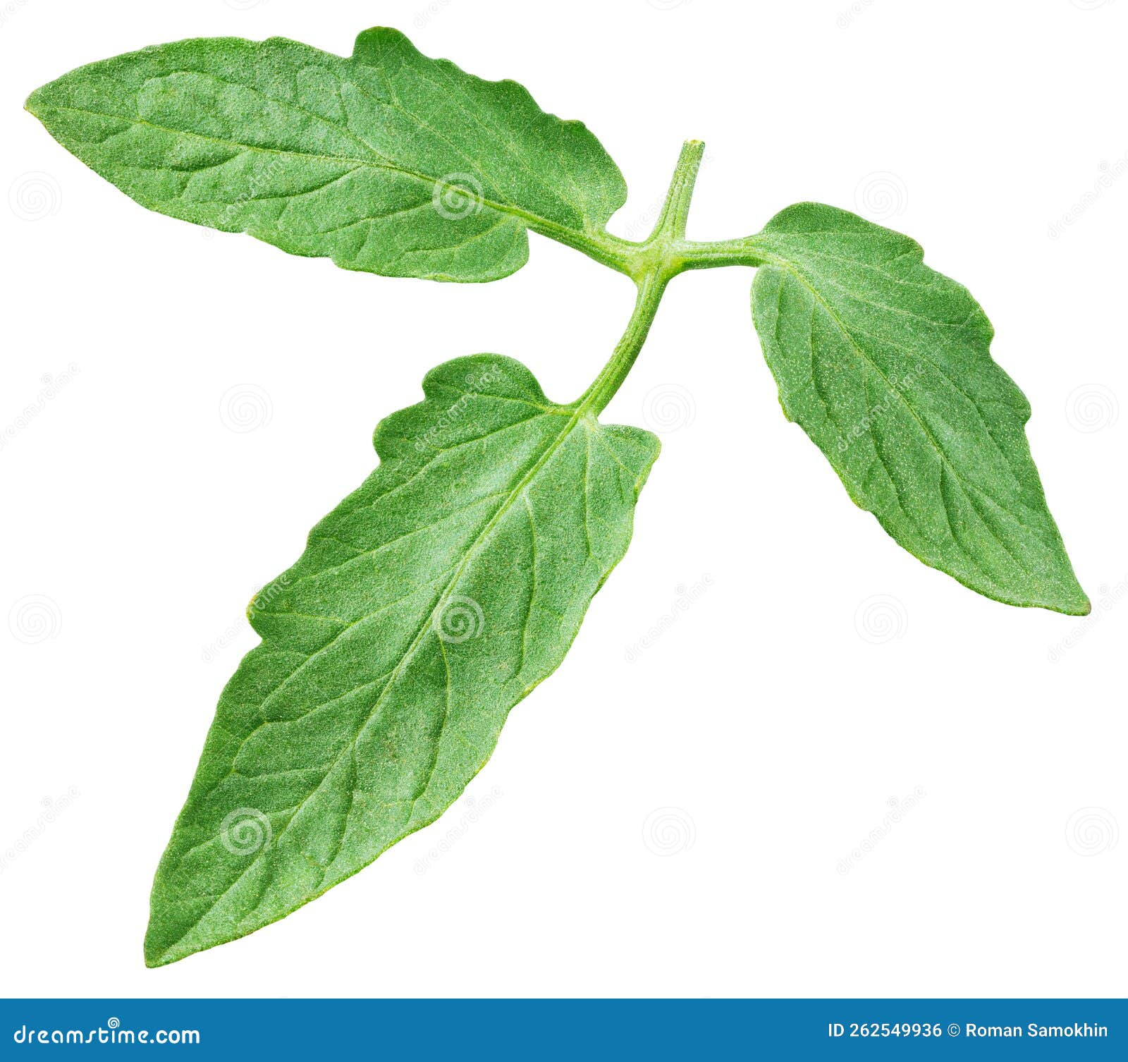 Tomato Leaf Isolated on White Background Stock Photo - Image of object ...