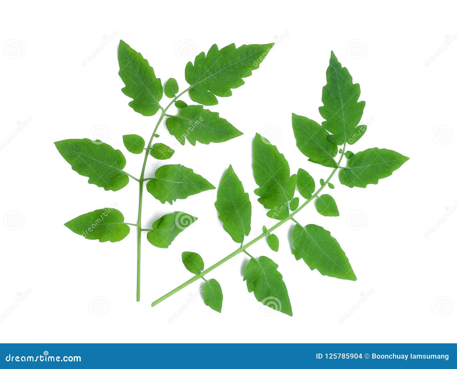 Tomato Leaf Isolated on White Stock Photo - Image of bright, freshness ...