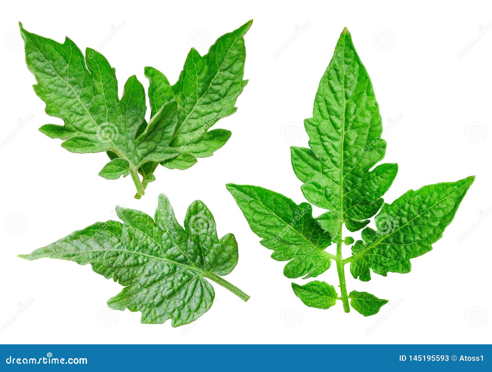 Tomato Leaf Isolated on White Stock Image - Image of natural, flora ...