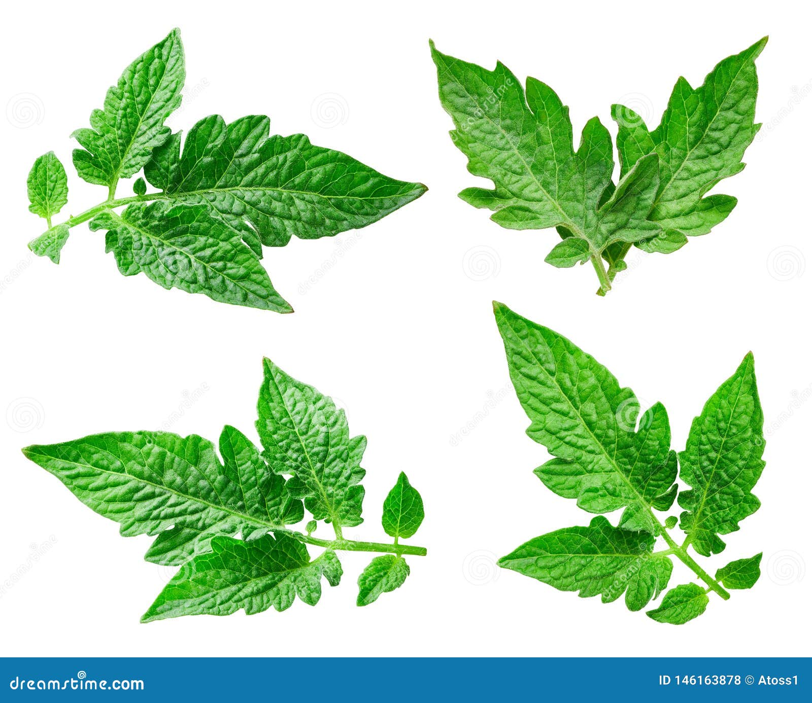 Tomato Leaf Isolated on White Stock Photo - Image of plant, organic ...