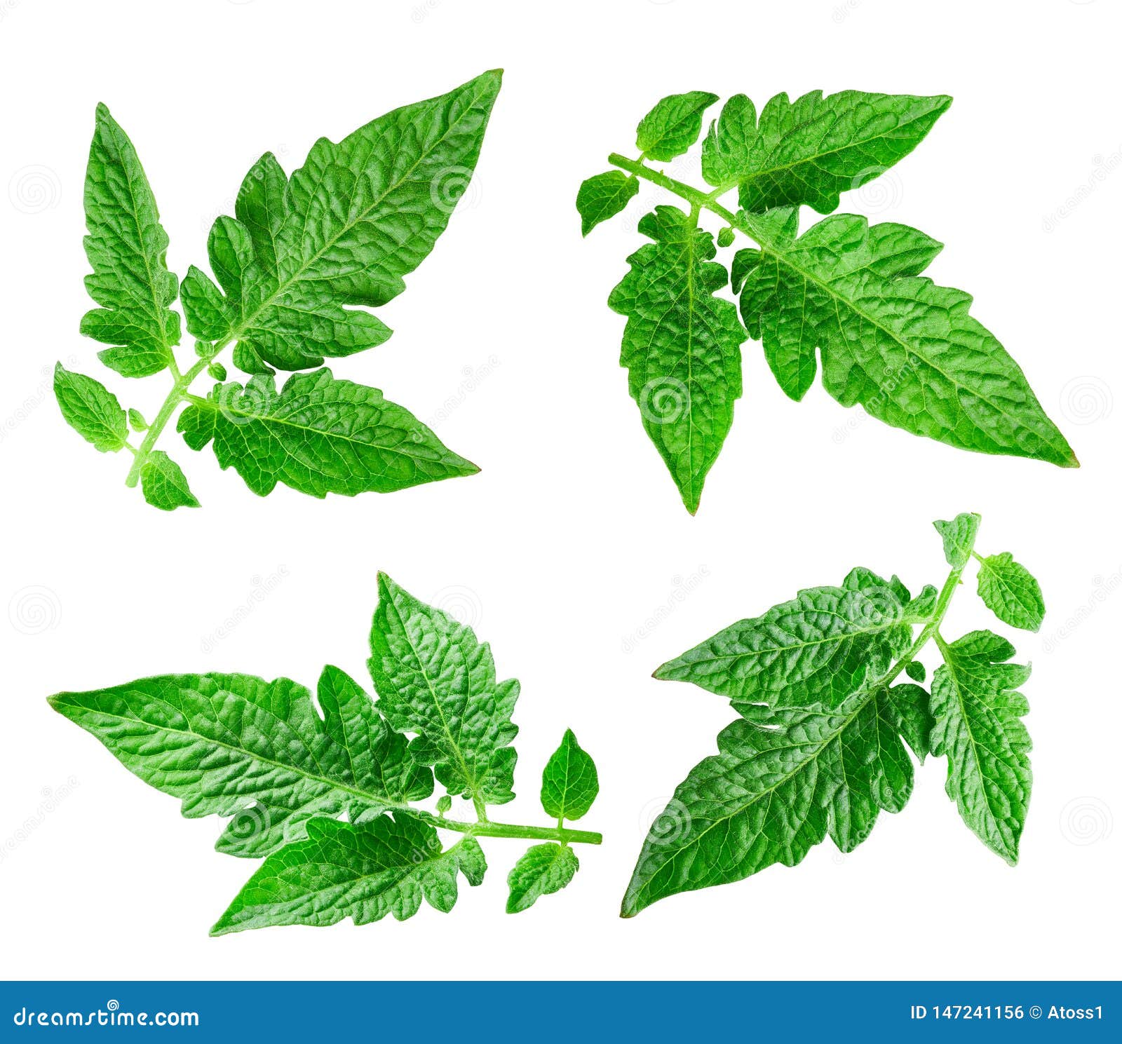 Tomato Leaf Isolated on White Stock Photo - Image of leaves, water ...