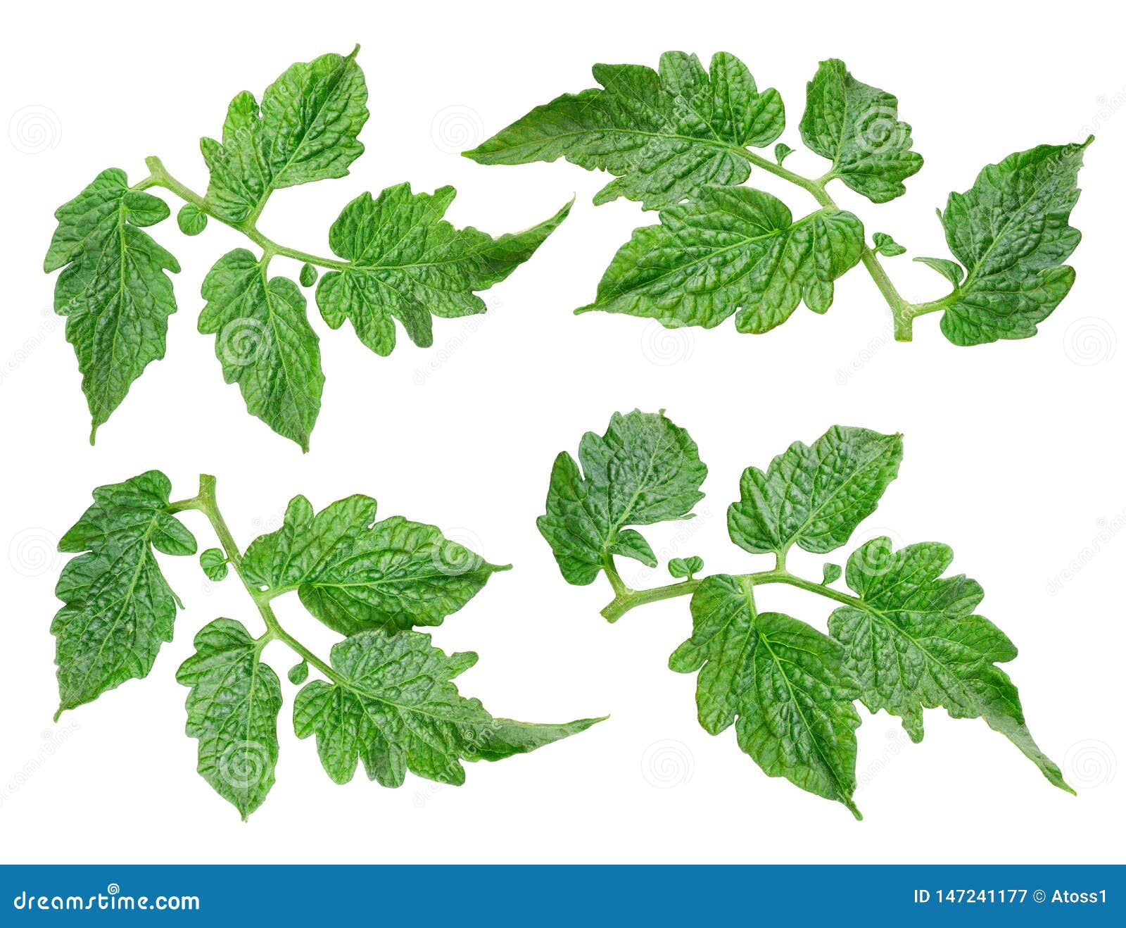 Tomato Leaf Isolated on White Stock Image - Image of pattern, nature ...